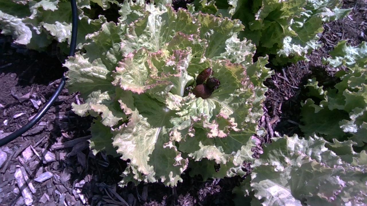 Lettuce Object Detection Dataset By Jiyad 1304