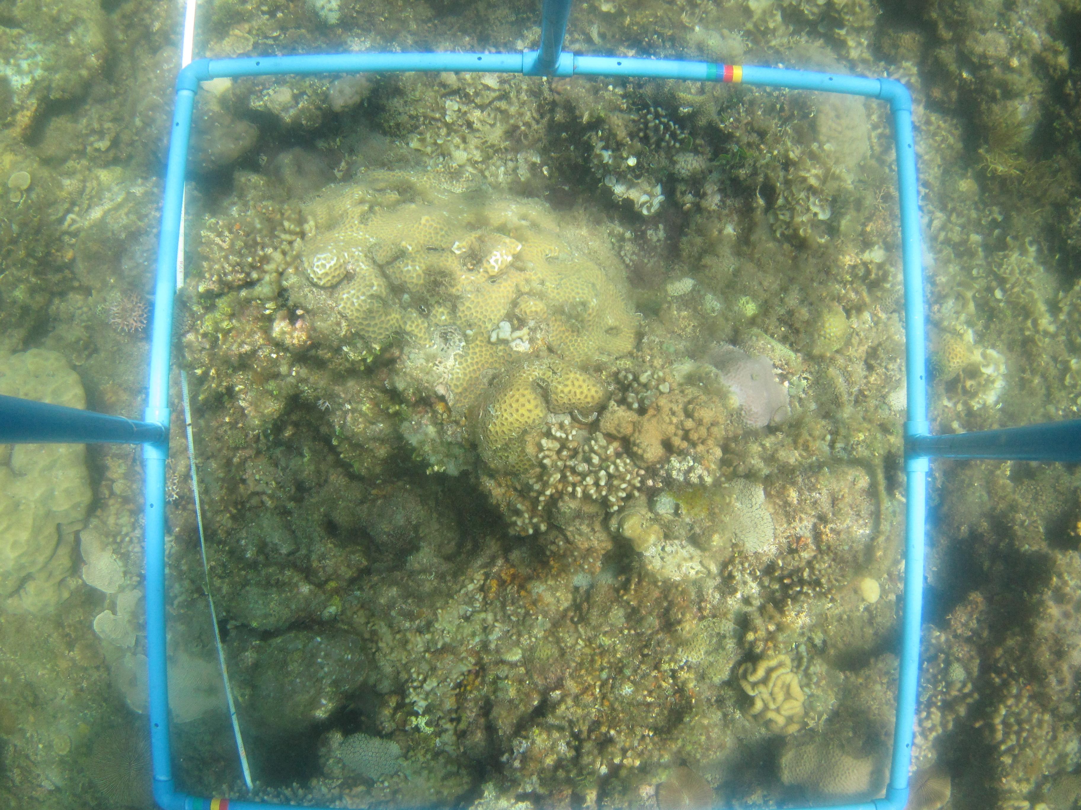 Coral Object Detection Dataset By Coral Detection