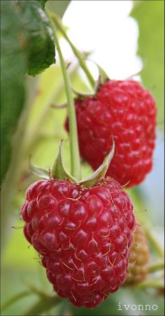 berries_detection Object Detection Model by midterm