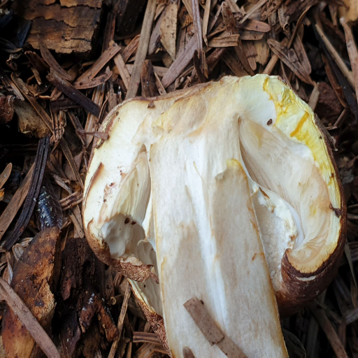 Mushroom Detection Object Detection Dataset By Mushroom Detection