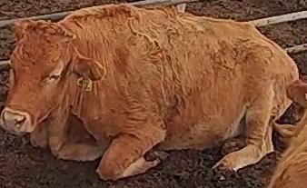 cow Object Detection Model (v1, cows) by yolov5