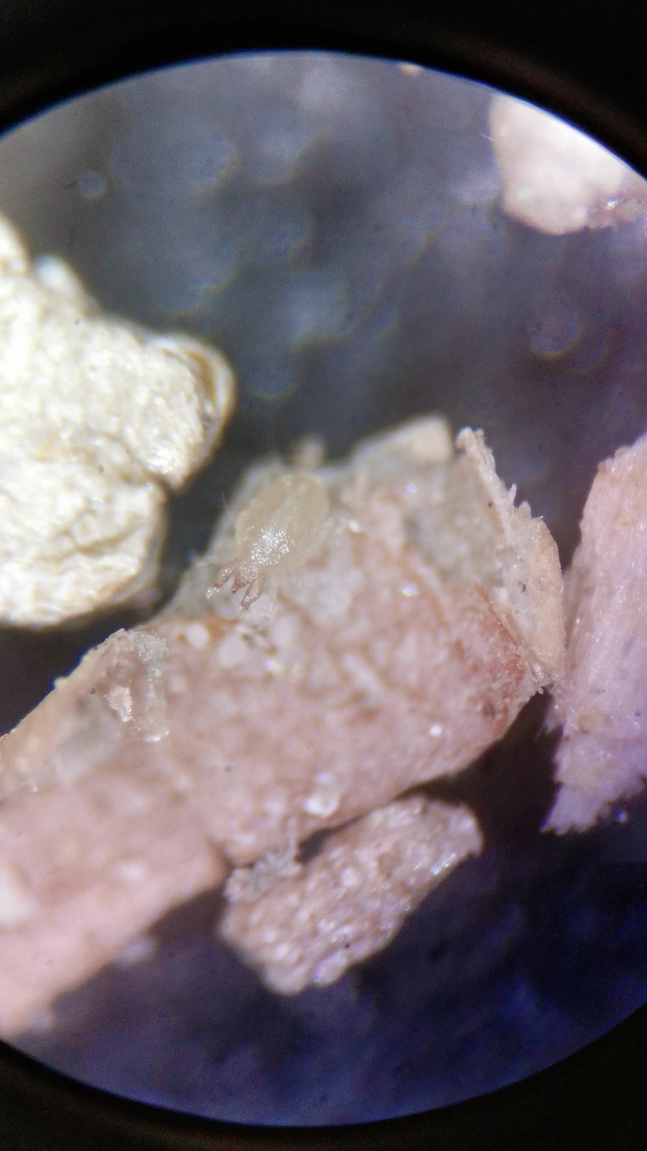 Mite Breeds Object Detection Dataset And Pre Trained Model By Rub En