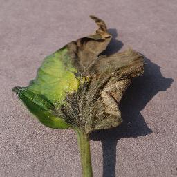 leaf proj Classification Dataset and Pre-Trained Model by labububububu