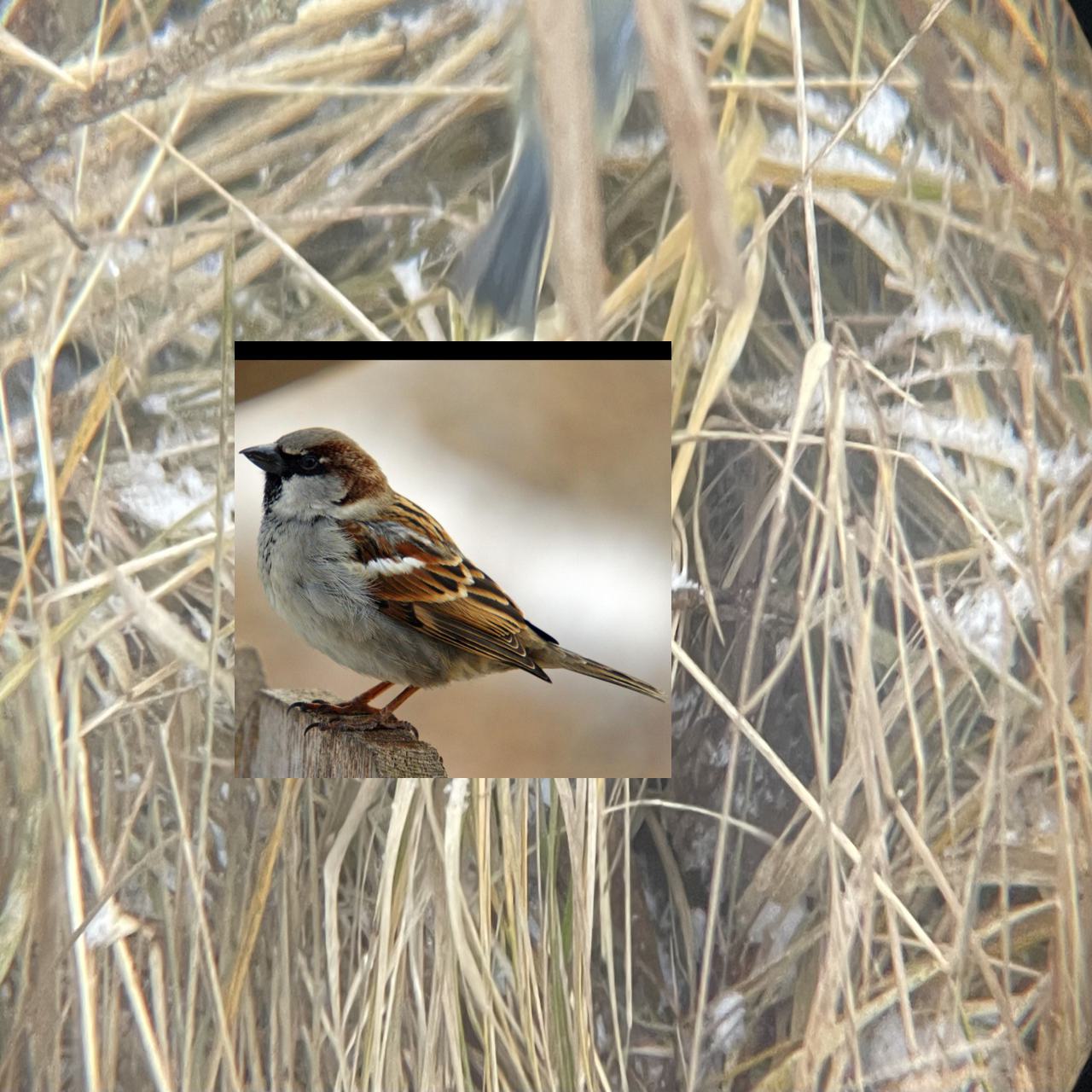 Bird feeder Object Detection Dataset and Pre-Trained Model by Uk animal detector
