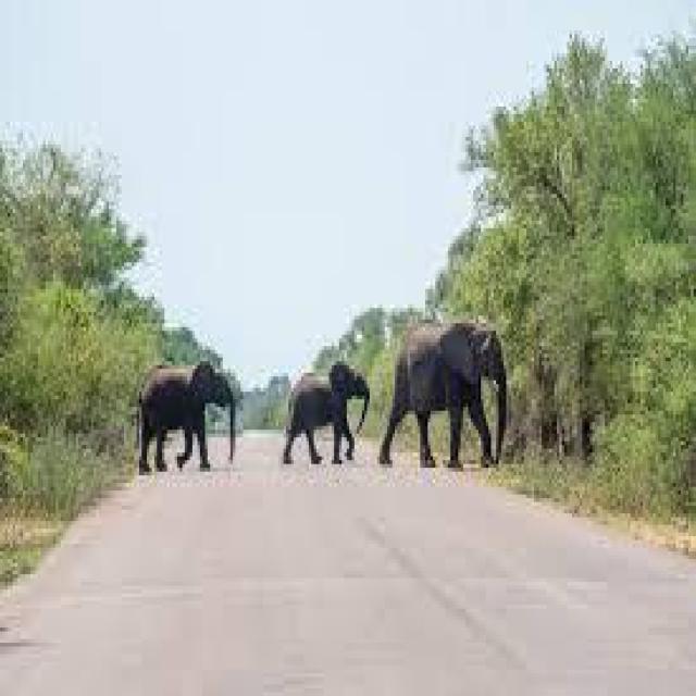 elephant_new1 Object Detection Dataset by project