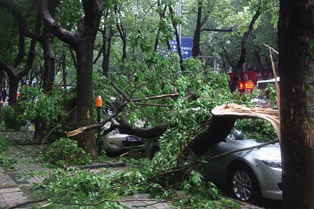 Fallen_Trees_Origin Object Detection Dataset by Object Detection