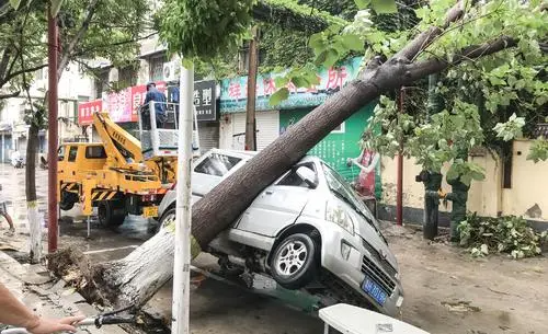 Fallen_Trees_Improve_1-1185 Object Detection Model (v1, 2022-06-18 12:00pm) by Object Detection