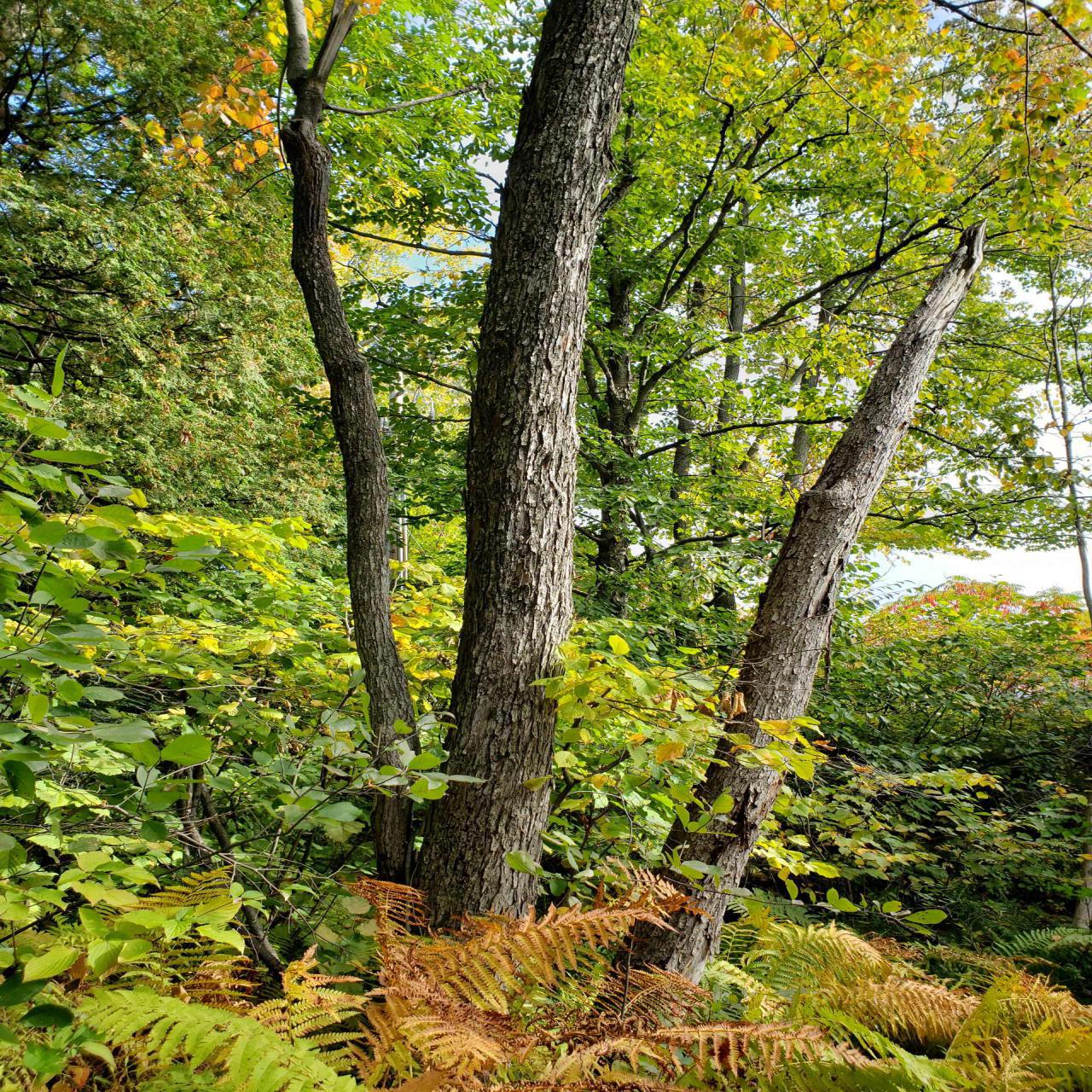 Fallen_Trees_Trunk Object Detection Dataset by Object Detection