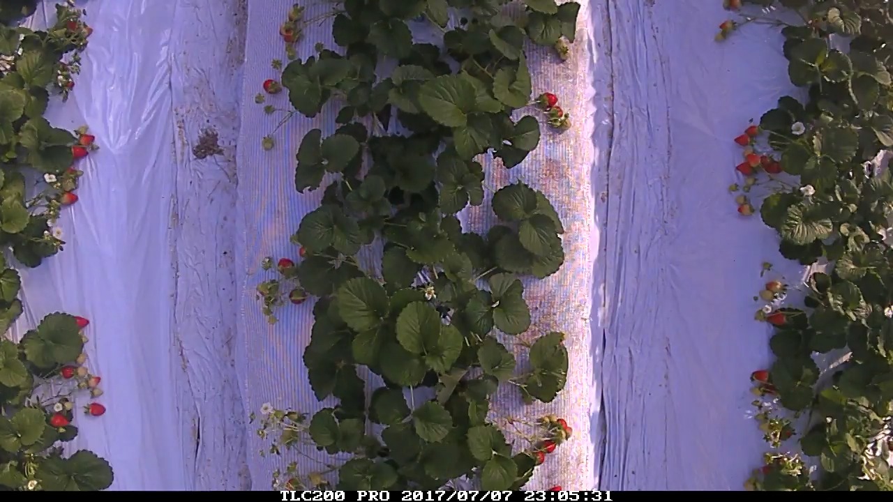 strawberry_seg Instance Segmentation Dataset by IoPlab