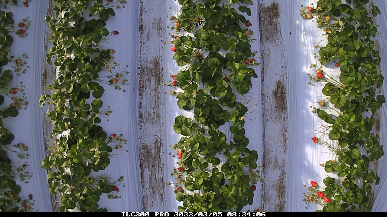 strawberry Object Detection Dataset by IoPlab