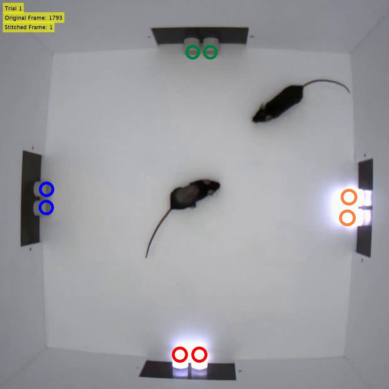 mouse_body Instance Segmentation Dataset by labgym