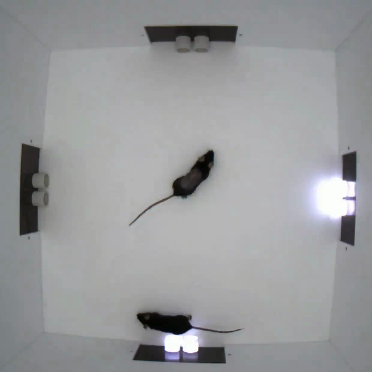 mouse_with_tail Instance Segmentation Dataset by labgym