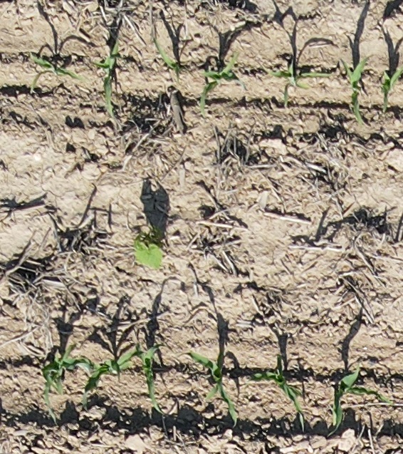 jonathan Garber corn - Roboflow Universe