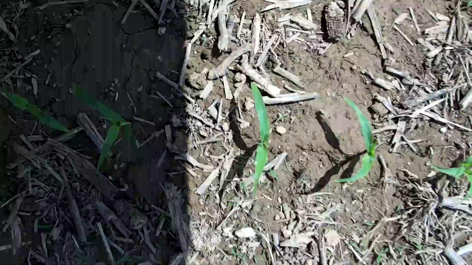 Corn Stalk - Ground Vid Capture Object Detection Dataset and Pre-Trained Model by jonathan ...