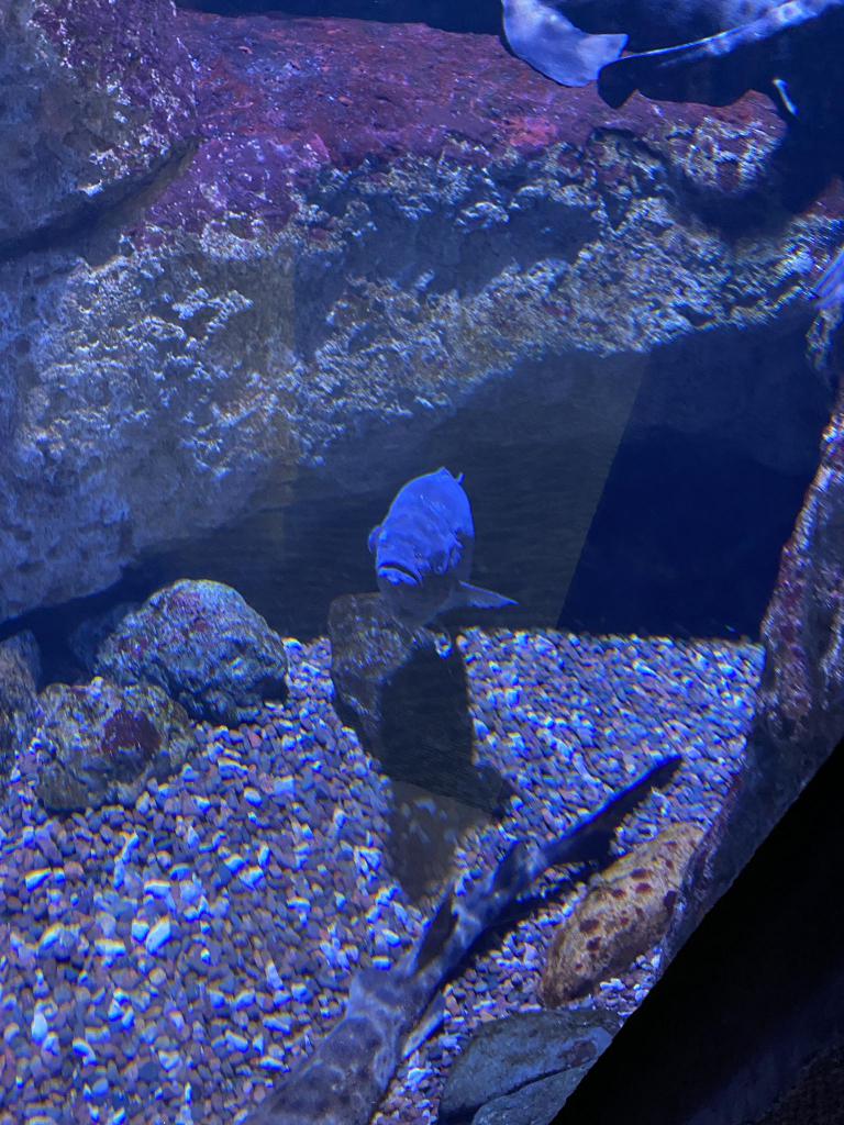 YoloV8 Object Detection Dataset by NishantY