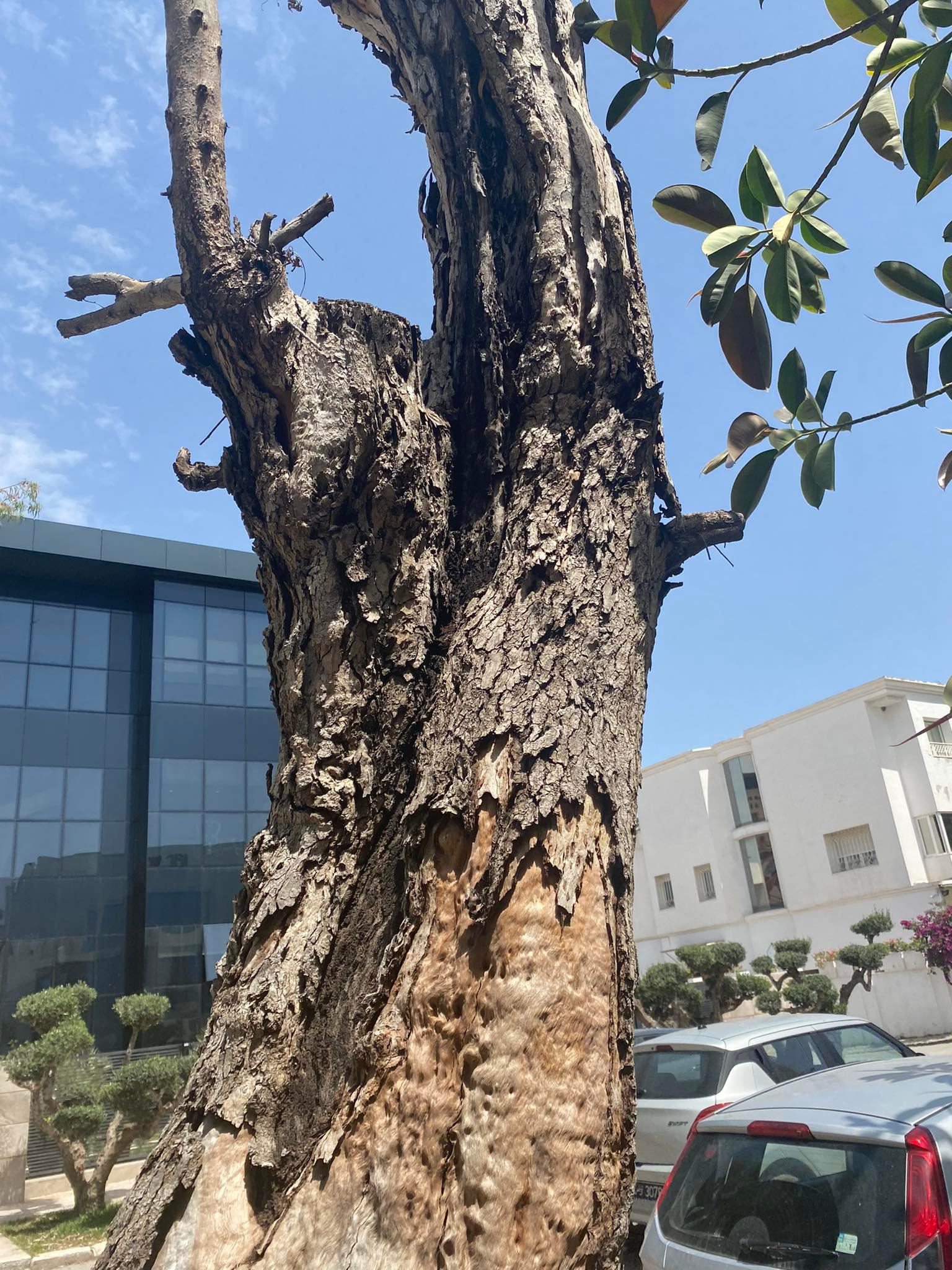 trees work - Roboflow Universe