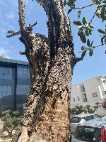 trees work - Roboflow Universe