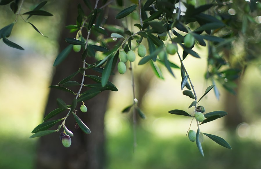 olives Object Detection Model by trees work