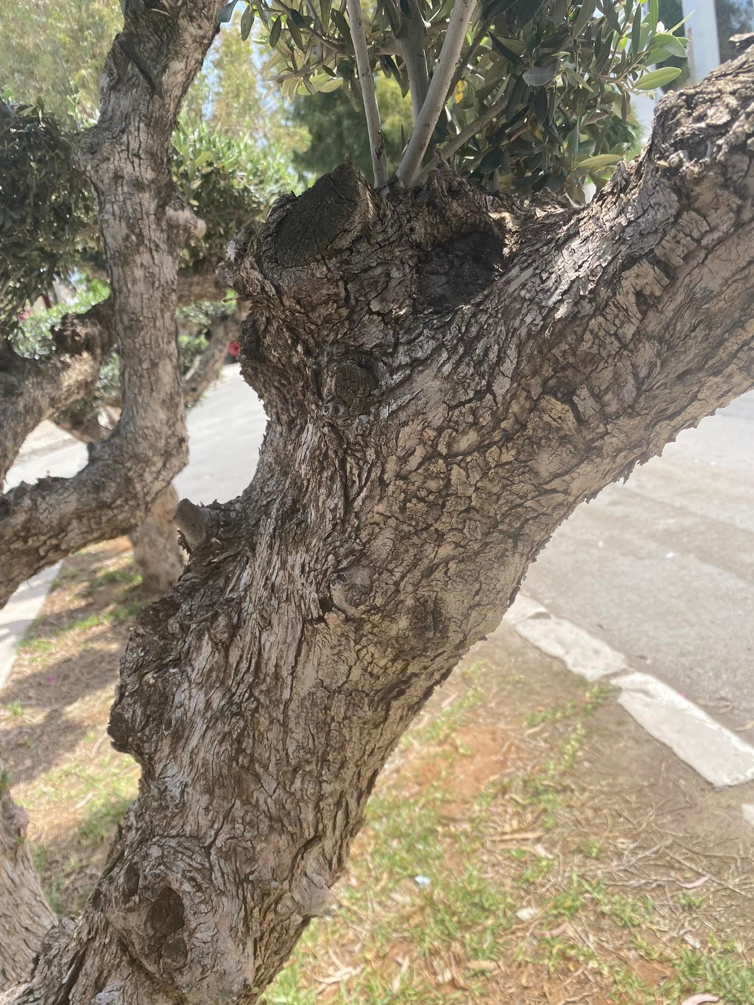 Reel Object Detection Dataset by trees work