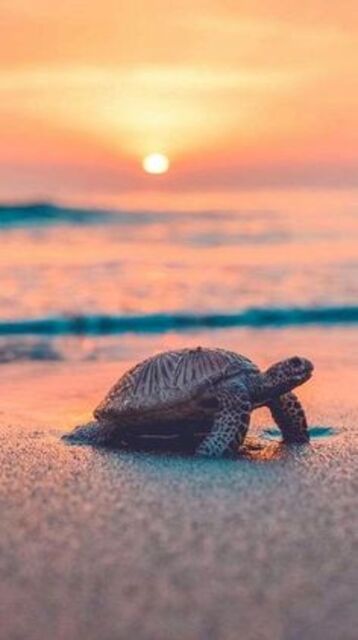 turtle detect Object Detection Dataset by masha