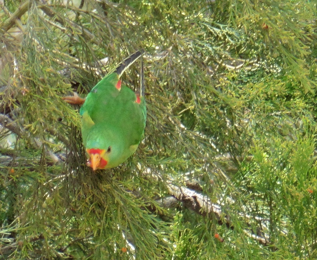 Swift Parrot Object Detection Dataset by CAMON 16