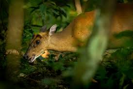 barking deer Object Detection Model by karthik