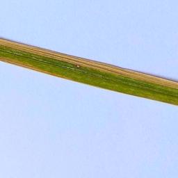 rice detection Object Detection Dataset and Pre-Trained Model by University of Singaperbangsa ...