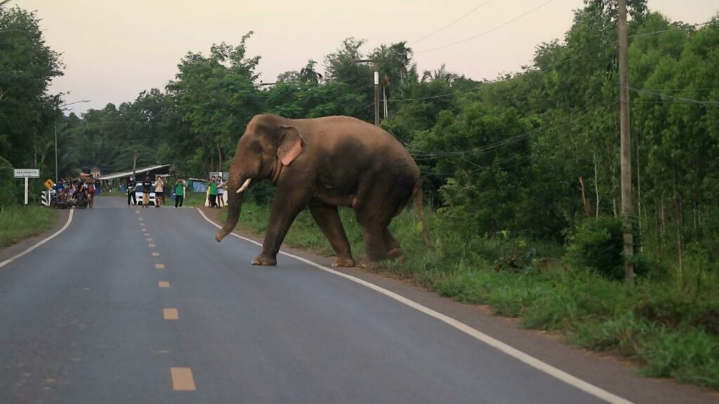 Action Prediction of Wild Elephants Object Detection Dataset by Aggressive elephants