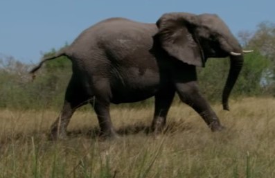 Aggressive elephant Object Detection Model by Aggressive elephants