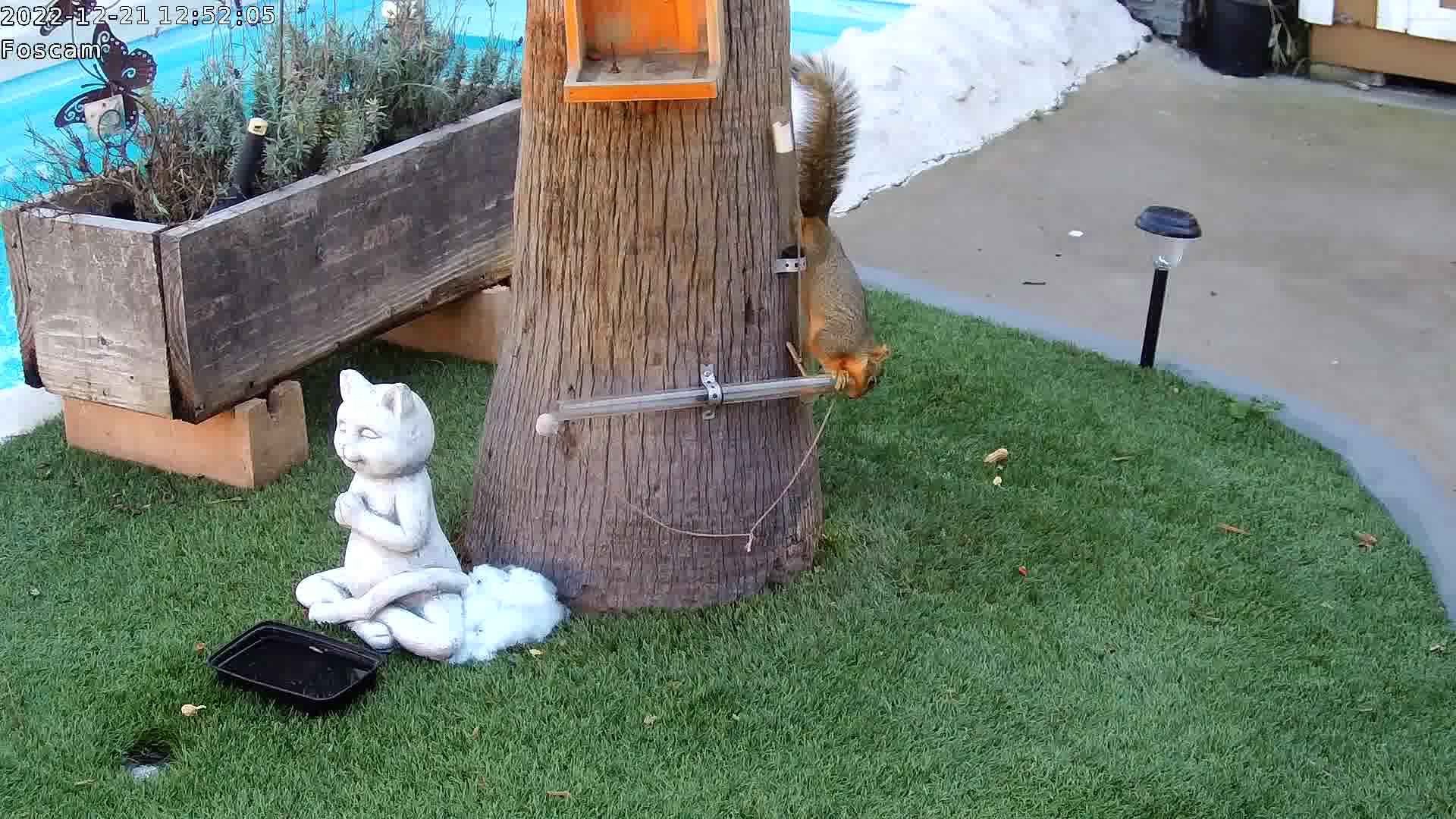 Backyard animals Object Detection Model by Flykiller