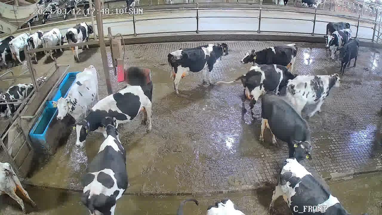 Dairy Cow Project - Roboflow Universe
