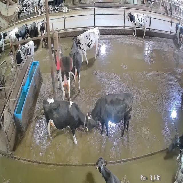 Cows Object Detection Dataset By Dairy Cow Project