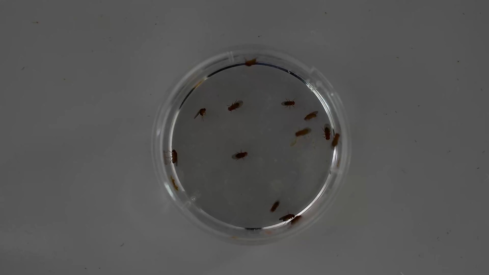 Fly Object Detection Dataset By Dslr Fly Eggs