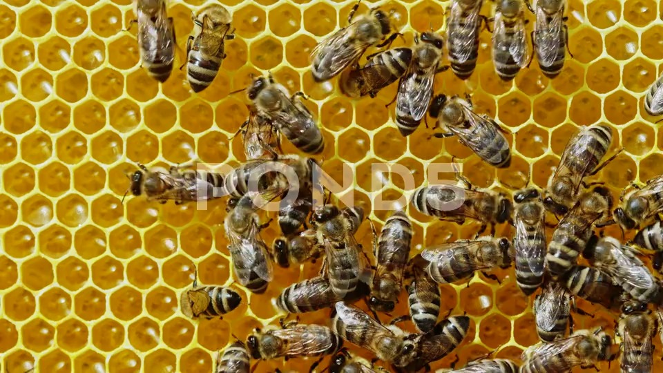 Bees Instance Segmentation Dataset by DSLR Fly Eggs