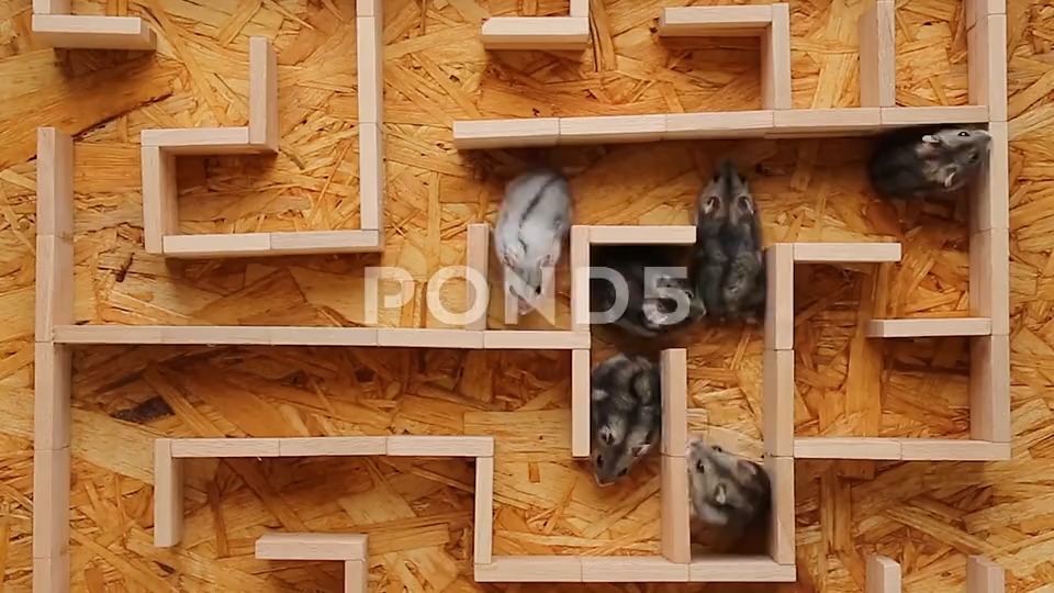 LabHamsters Instance Segmentation Dataset by DSLR Fly Eggs