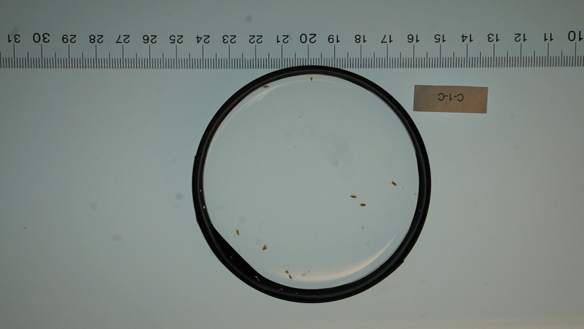 ReneDaphnia Instance Segmentation Dataset by DSLR Fly Eggs
