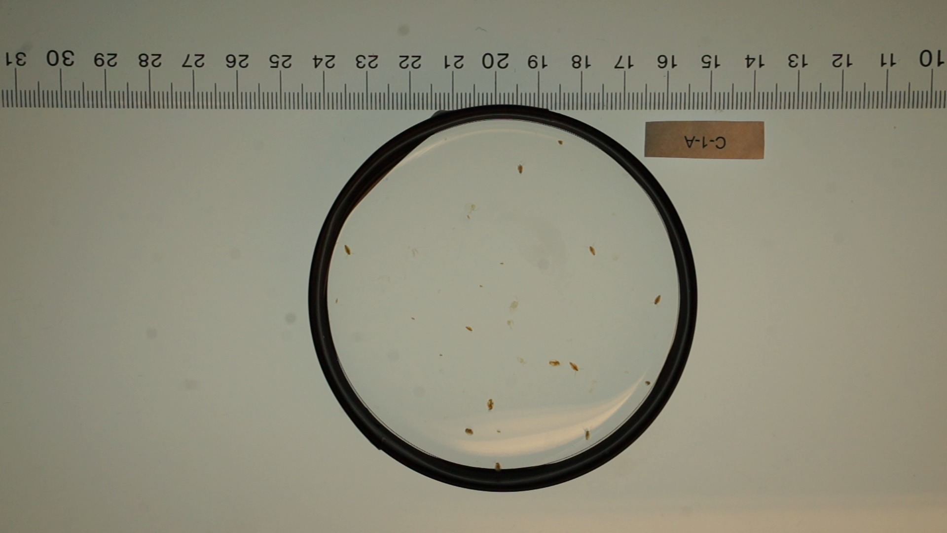 Daphnia Instance Segmentation Dataset By Dslr Fly Eggs