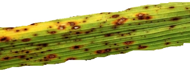 Rice Leaf Disease Detection Object Detection Model (v1, Roboflow ...