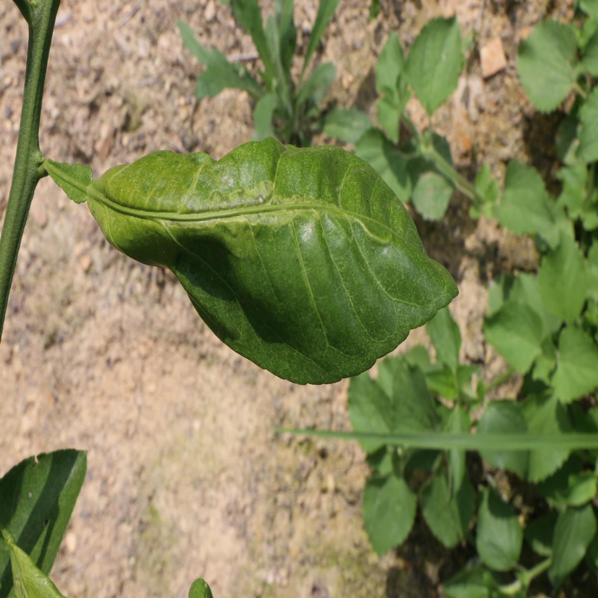 AdeKUS - Roboflow Universe