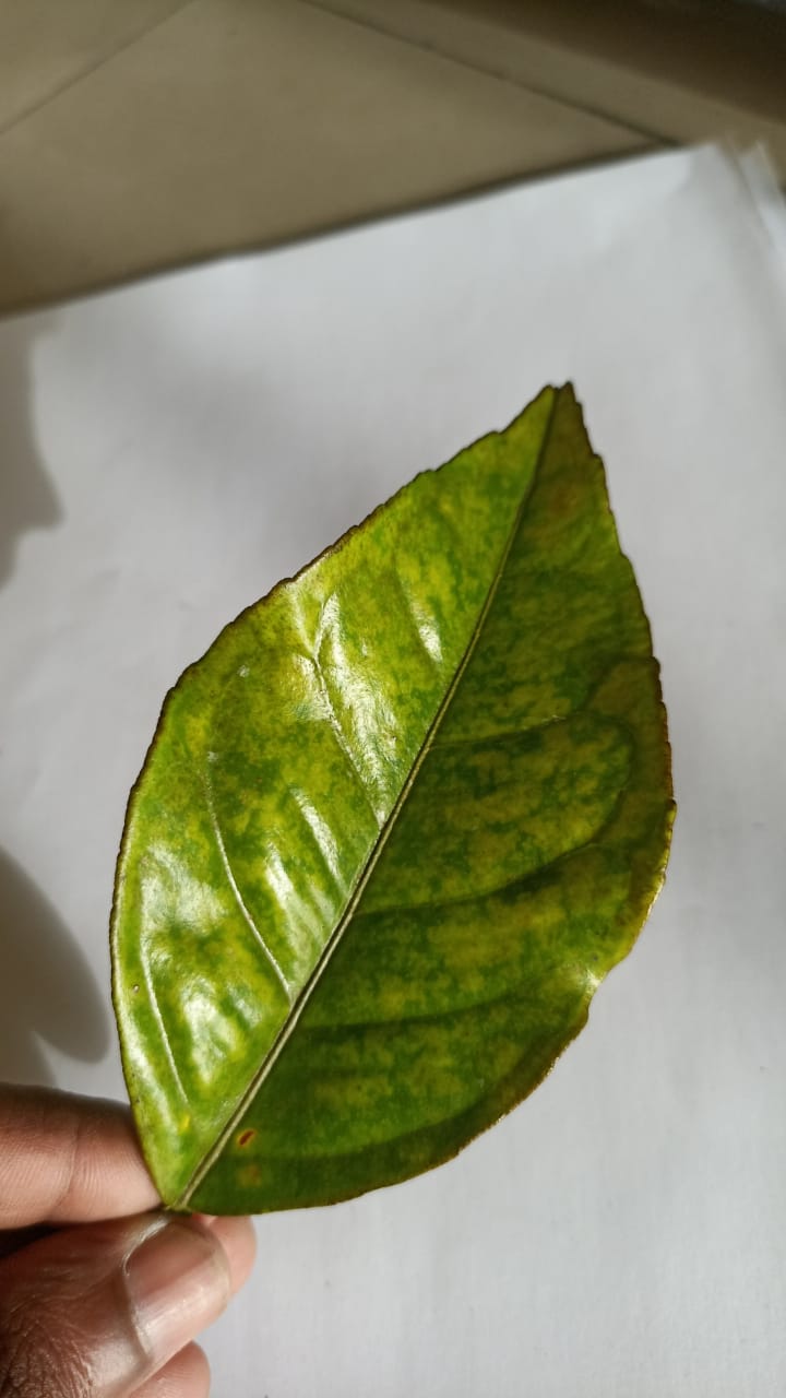 Citrus pest & diseases Classification Dataset by AdeKUS