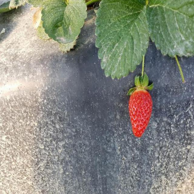 Strawberry-Saepul Object Detection Dataset and Pre-Trained Model by Kematangan Buah Strowberry