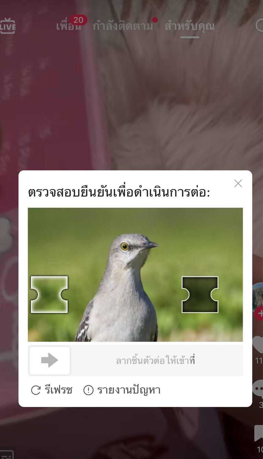 Tiktok Object Detection Dataset By Stormshadow
