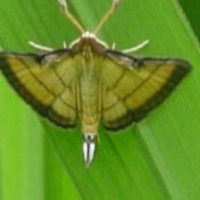 MSc Yolo Model V8 - Roboflow Universe