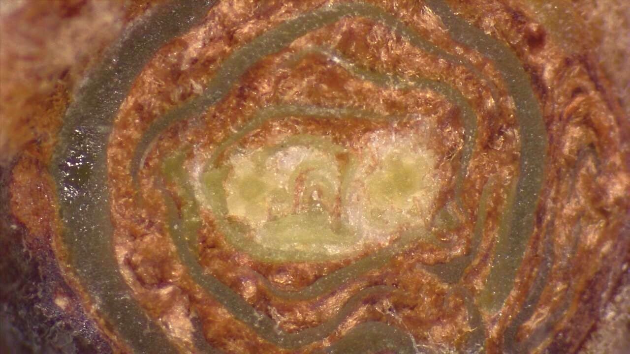 Collins Lab - Roboflow Universe