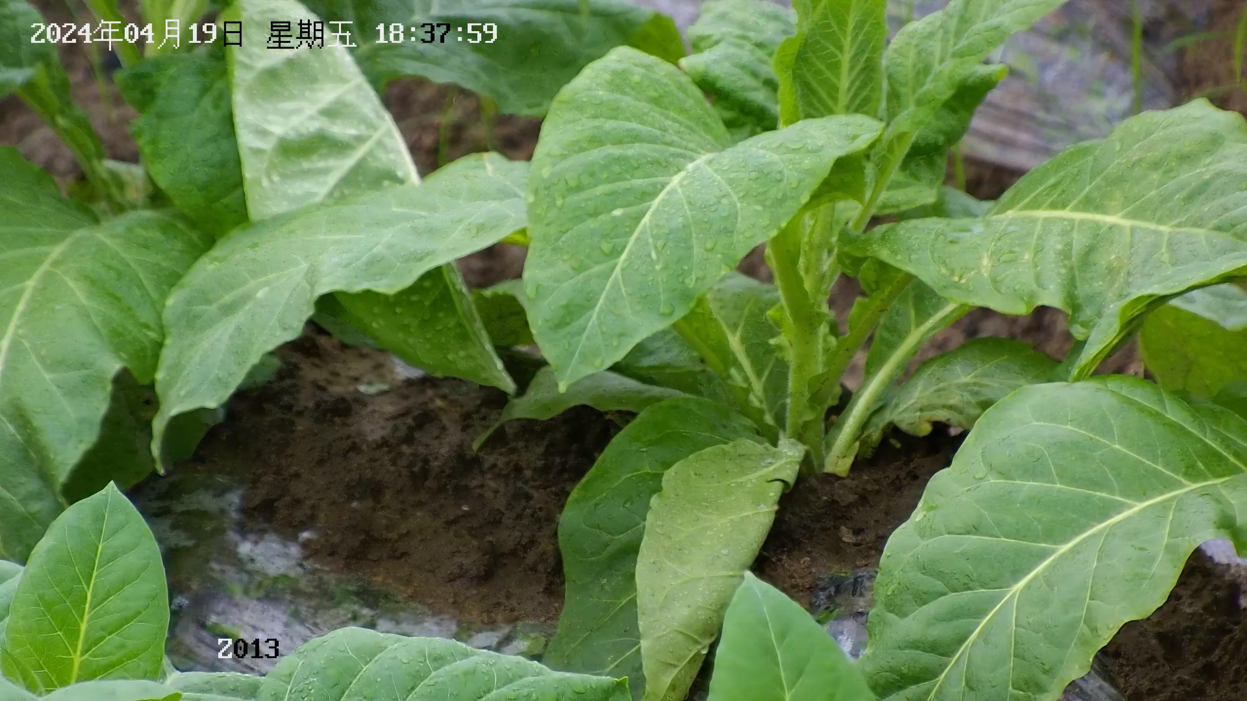 yolo Object Detection Dataset by yolo