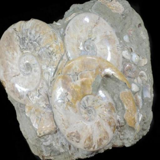 fossil Instance Segmentation Dataset by Adamas University