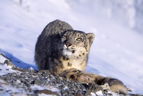 Snow leopard recognize new Object Detection Model (v1, 2025-03-18 12 ...