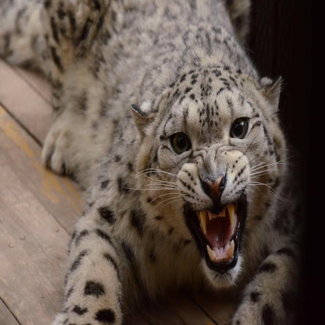 Snow leopard recognize Object Detection Dataset by 1