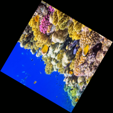 How to Use the Classification of Corals Object Detection API