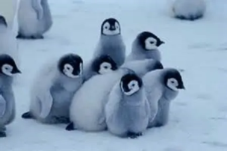 penguin Object Detection Dataset by project-oyepq